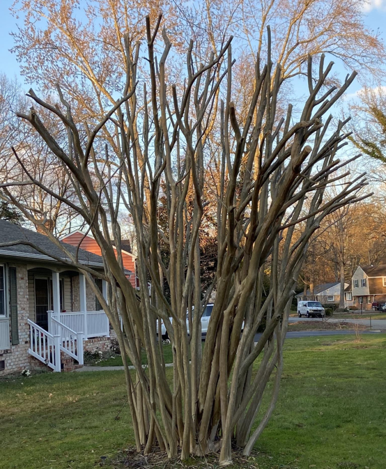 Crepe Pruning or Crepe Murder? - Urban Forest Dweller Crepe Pruning or Crepe Murder? - Urban Forest Dweller