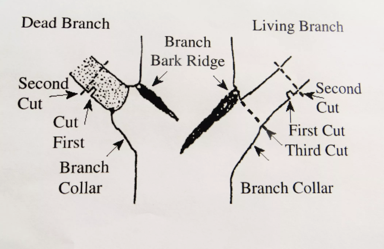 Proper Pruning Techniques - Urban Forest Dweller Proper Pruning Techniques - Urban Forest Dweller